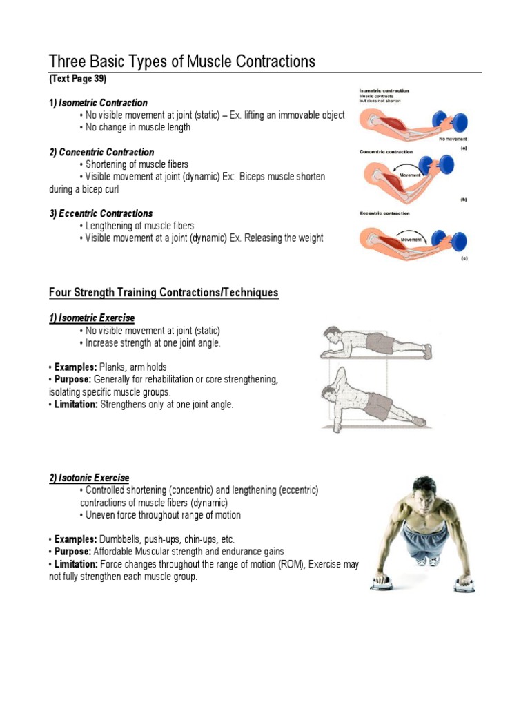 Three Basic Types of Muscle Contractions | PDF | Muscle Contraction ...