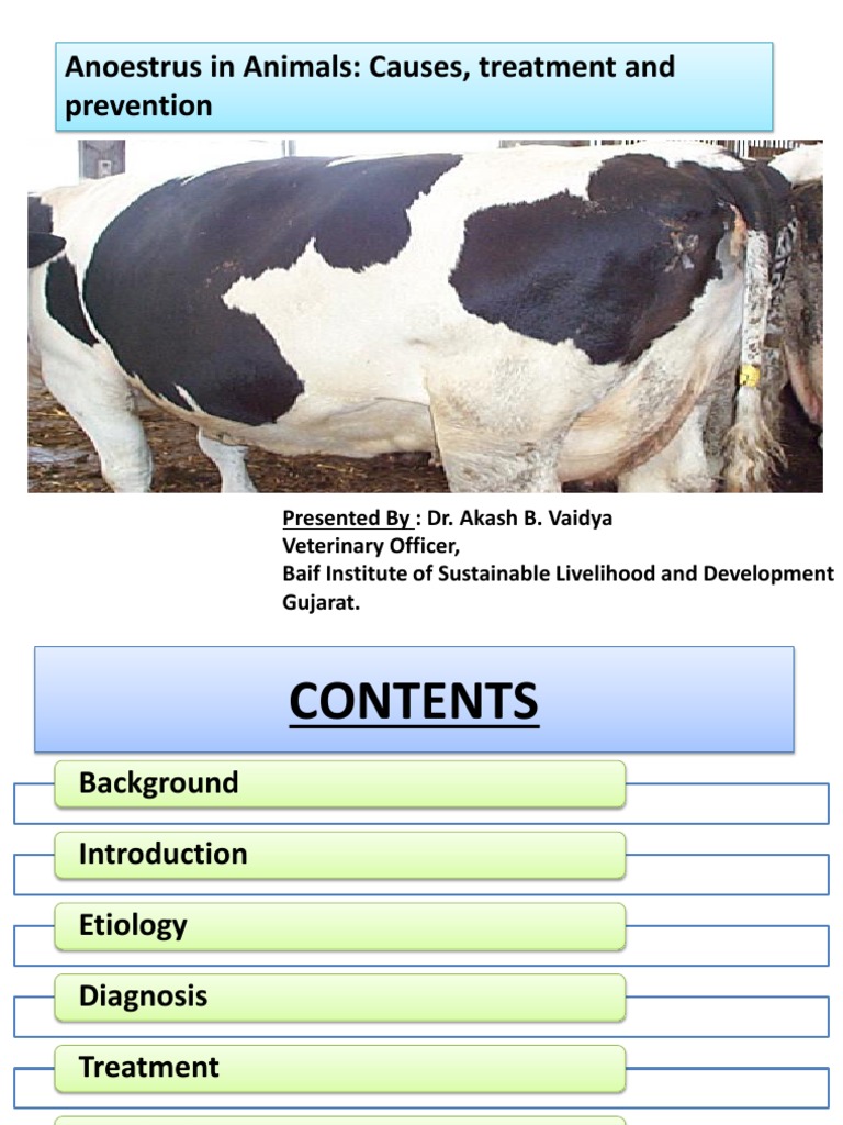 Anoestrus in Cattle: Causes and Treatment | PDF | Dairy Farming | Human ...
