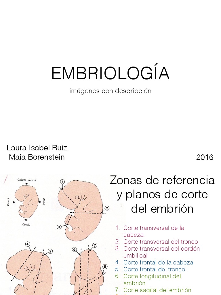 Embriologia Imagenes | PDF | Implantación (embrión humano) | Reproducción