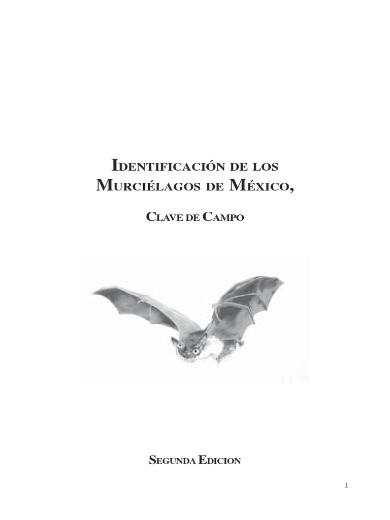 Identificación de Los Murciélagos de México | Murciélago | Biodiversidad