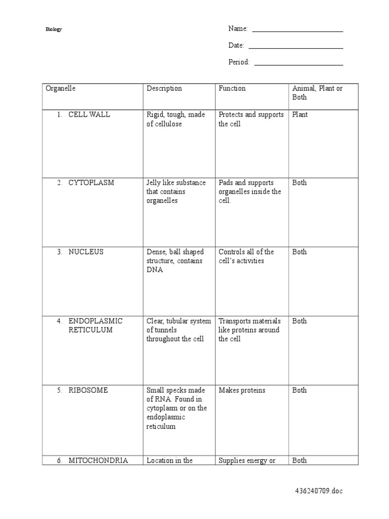 Cell Organelles Worksheet KEY | PDF | Endoplasmic Reticulum | Cell ...