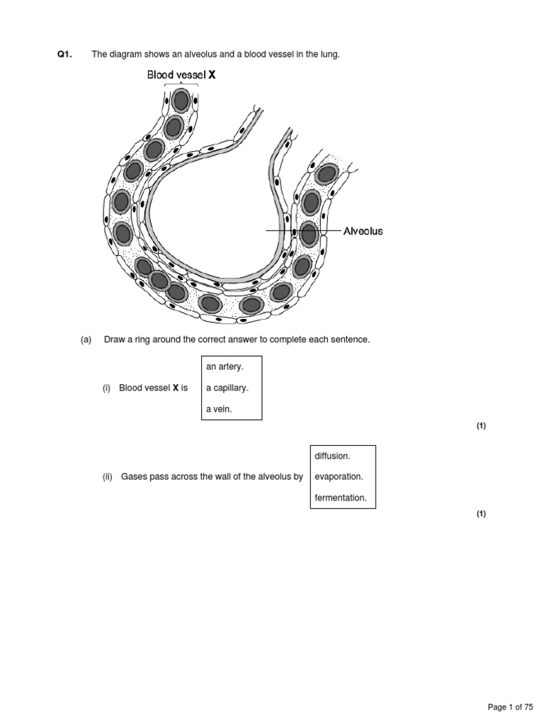 Y11 Biology Mock Exam Questions and MS-RRR | PDF | Heart | Blood
