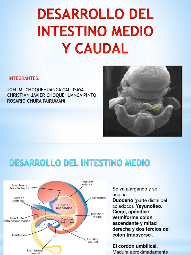Desarrollo Del Intestino Medio y Cuadal | PDF | Intestino grueso | Anatomía