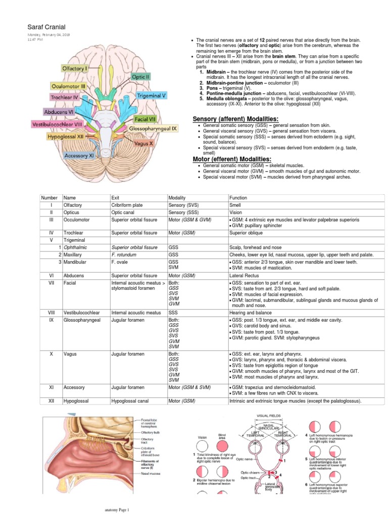 Saraf Cranial | PDF | Brainstem | Primate Anatomy