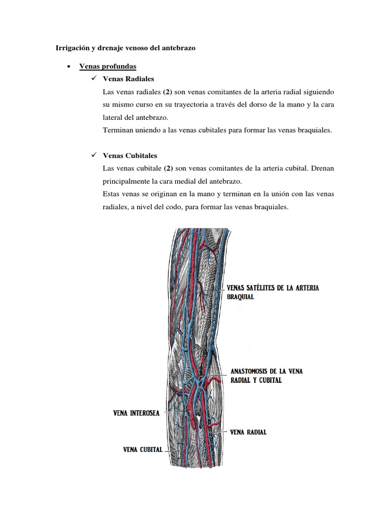Drenaje Venoso | PDF | Sistema cardiovascular | Extremidades (anatomía)