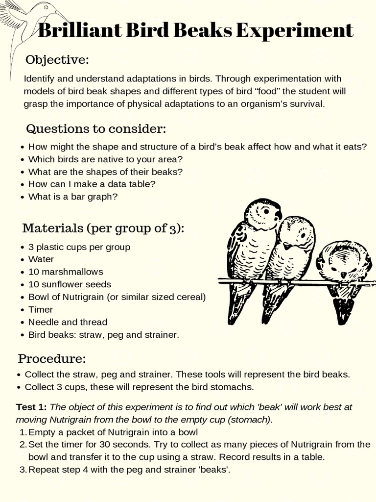 Brilliant Bird Beaks Experiment Instructions | PDF | Wellness