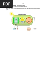 Photosynthesis 9700 Biology A-Level Revision | PDF | Photosynthesis ...
