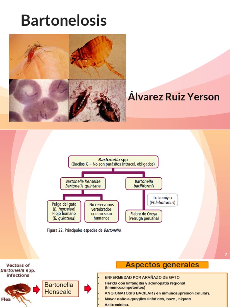Bartonelosis | PDF | Especialidades Medicas | Enfermedades y trastornos