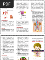 Triptico Del Sistema Excretor | PDF | Sistema urinario | Riñón