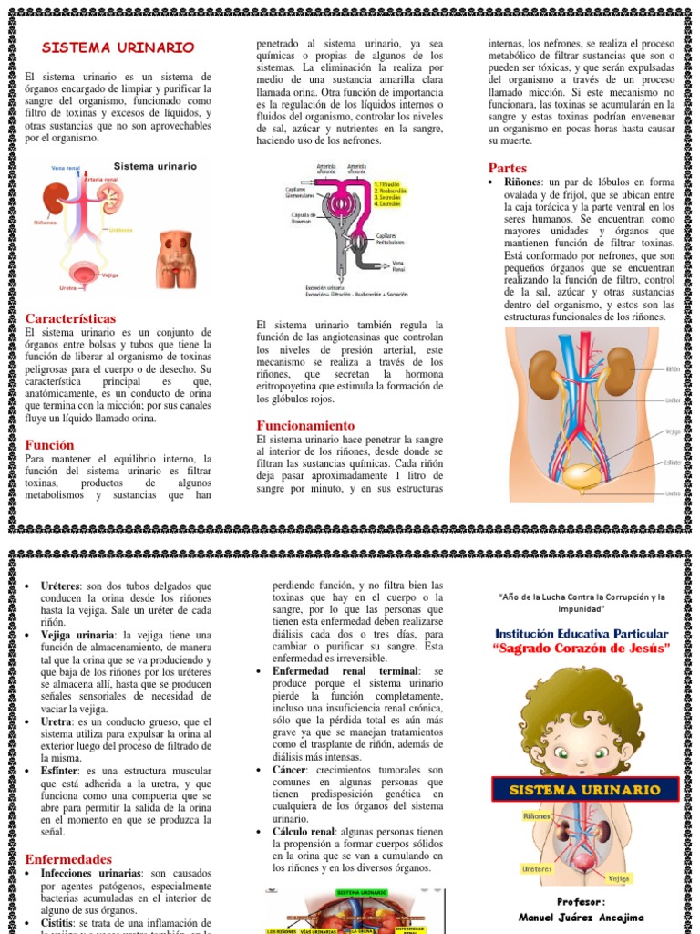 Triptico Sistema Urinario | PDF | Sistema urinario | Riñón