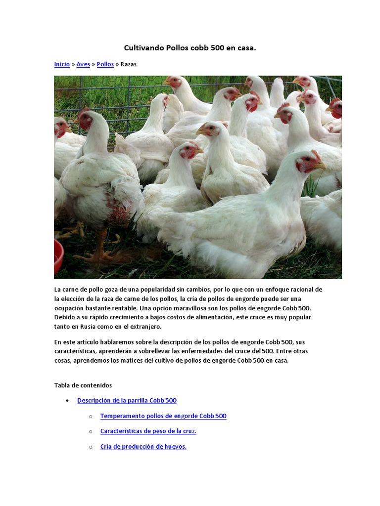 Cultivando Cobb 500 Pollos en Casa | PDF | Pollo | Aves