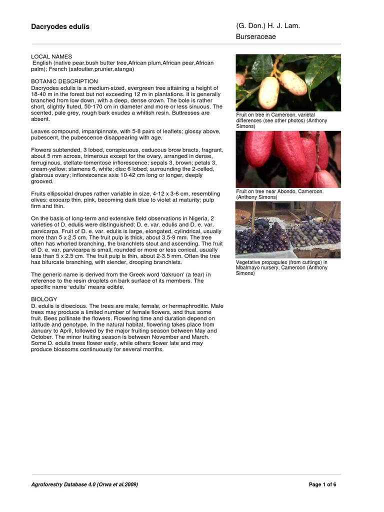 Dacryodes Edulis: Burseraceae (G. Don.) H. J. Lam | PDF | Botany | Plants