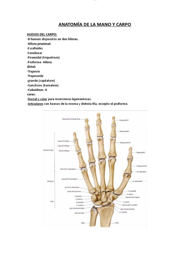 Anatomía de la mano y el carpo: estructuras óseas, articulaciones y ...