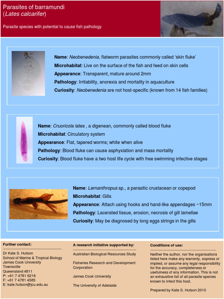 Barramundi | PDF | Parasitism | Organisms