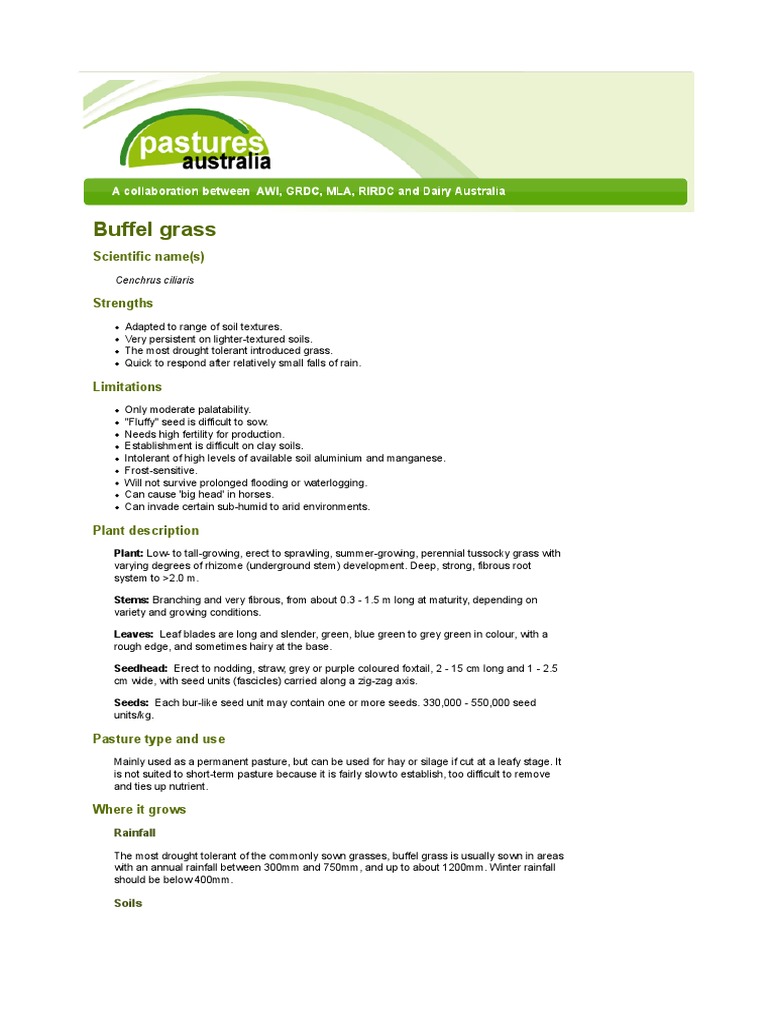 Factsheet - Buffel Grass | PDF | Fertilizer | Soil
