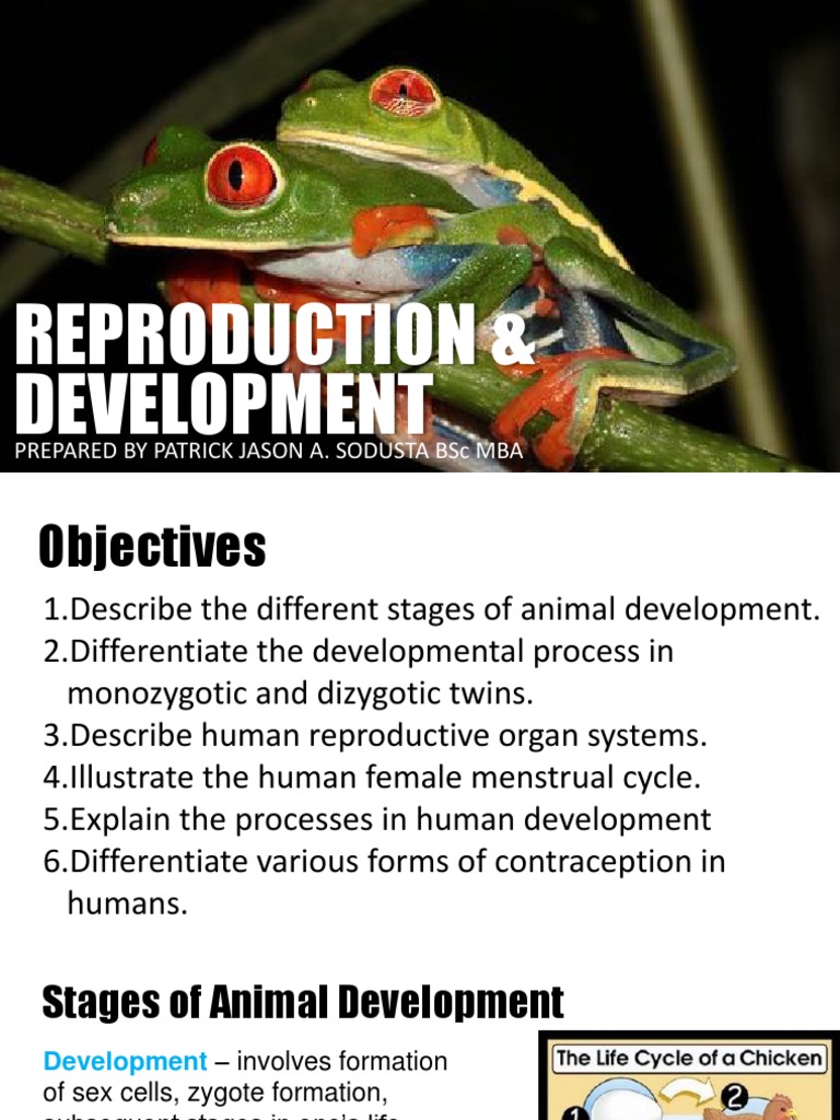 Animal Development and Reproductive Systems | PDF | Menstrual Cycle ...