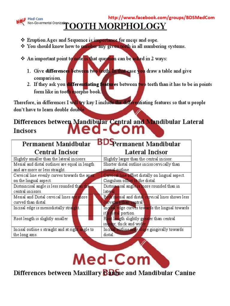 Tooth Morphology | PDF | Dental Anatomy | Animal Anatomy
