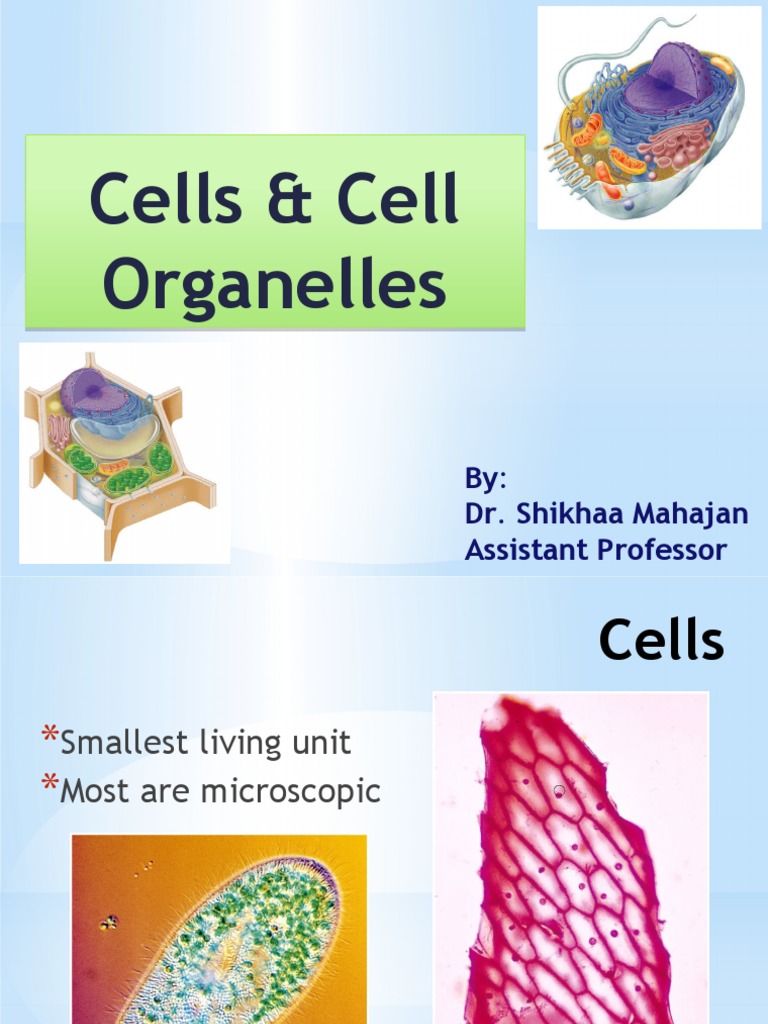Cell and Sub Cellular Organelles | PDF | Endoplasmic Reticulum | Cell ...