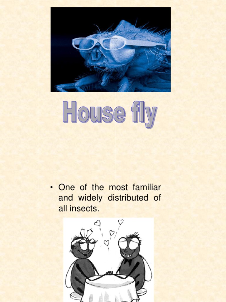 House Fly | PDF | Fly | Microbiology