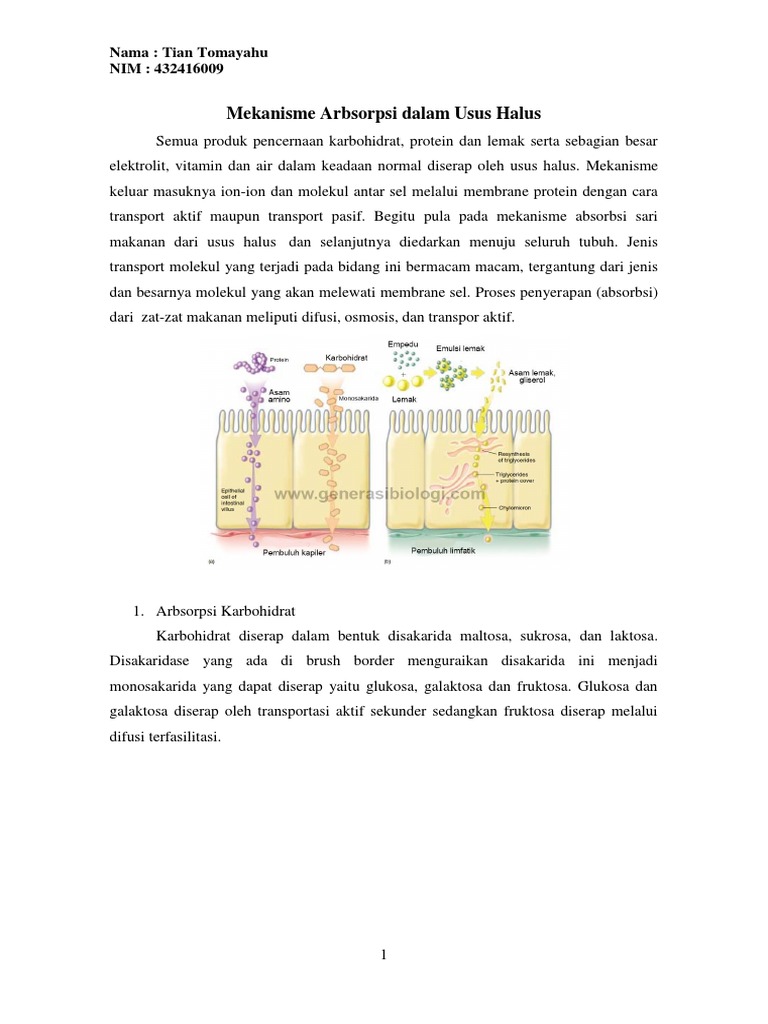 Mekanisme Absorpsi Usus Halus | PDF | Griya & Taman | Sains & Matematika