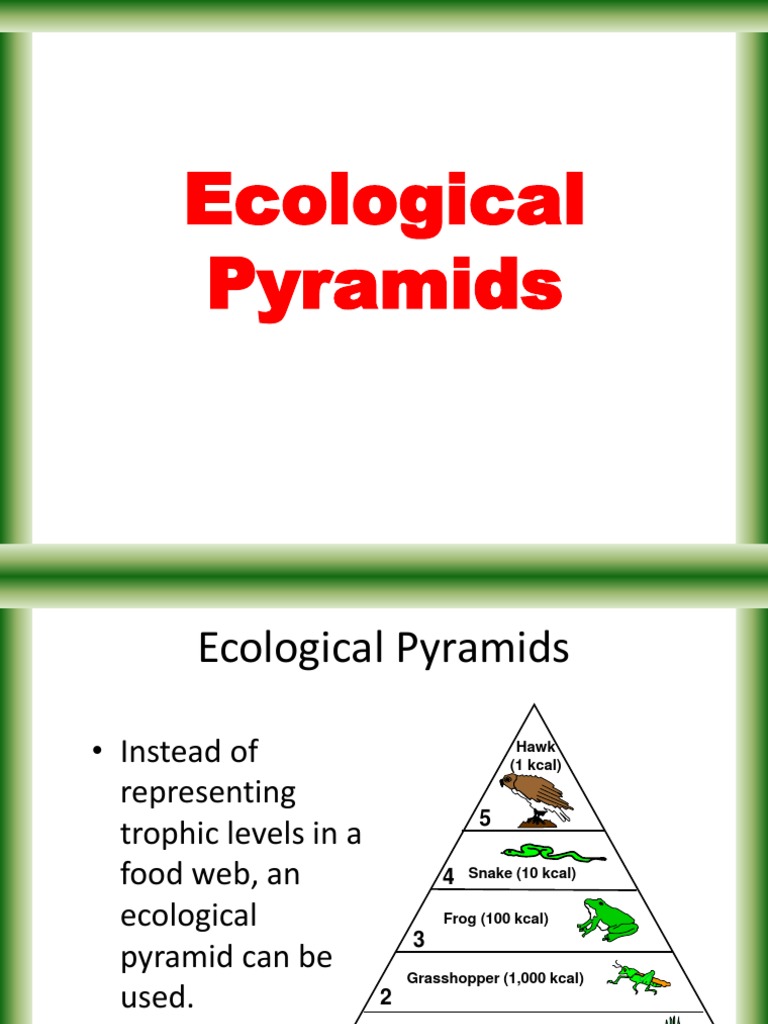 Levels Of Ecology Pyramid
