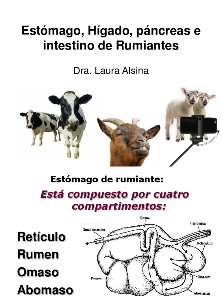 Anatomía Digestiva de Rumiantes | PDF | Intestino grueso | Hígado