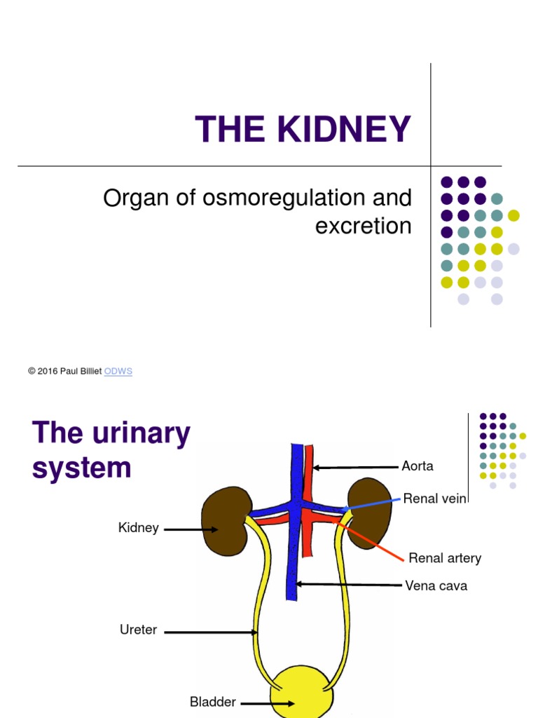 The Kidney: Organ of Osmoregulation and Excretion | PDF | Kidney ...
