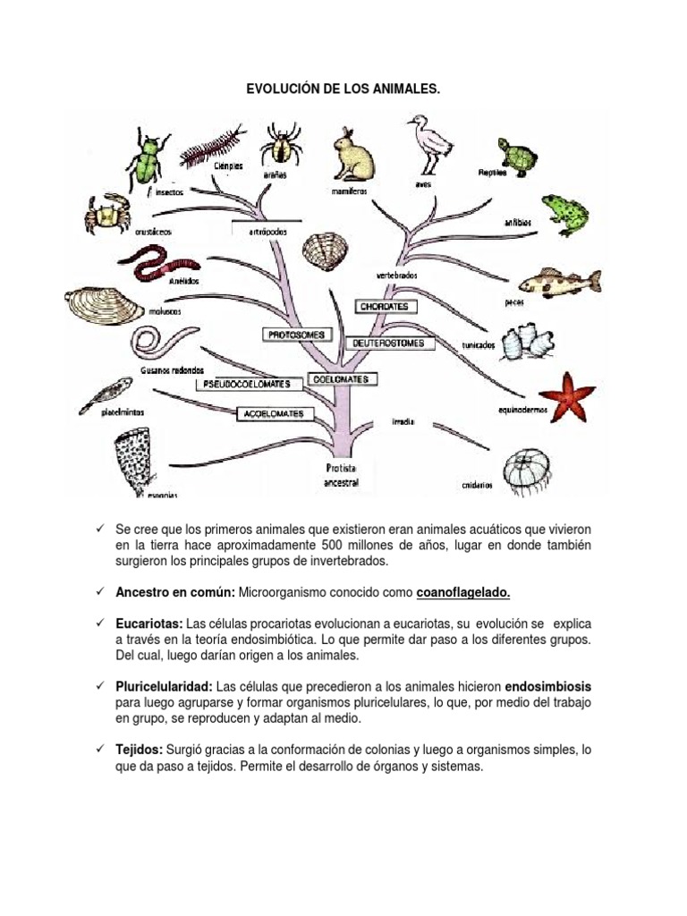 Resumen-Evolución de Los Animales | PDF | Insectos | Mamíferos