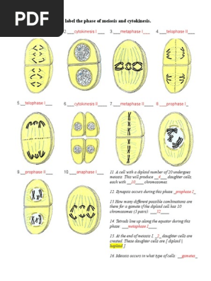 Meiosis Stages Worksheet Answers