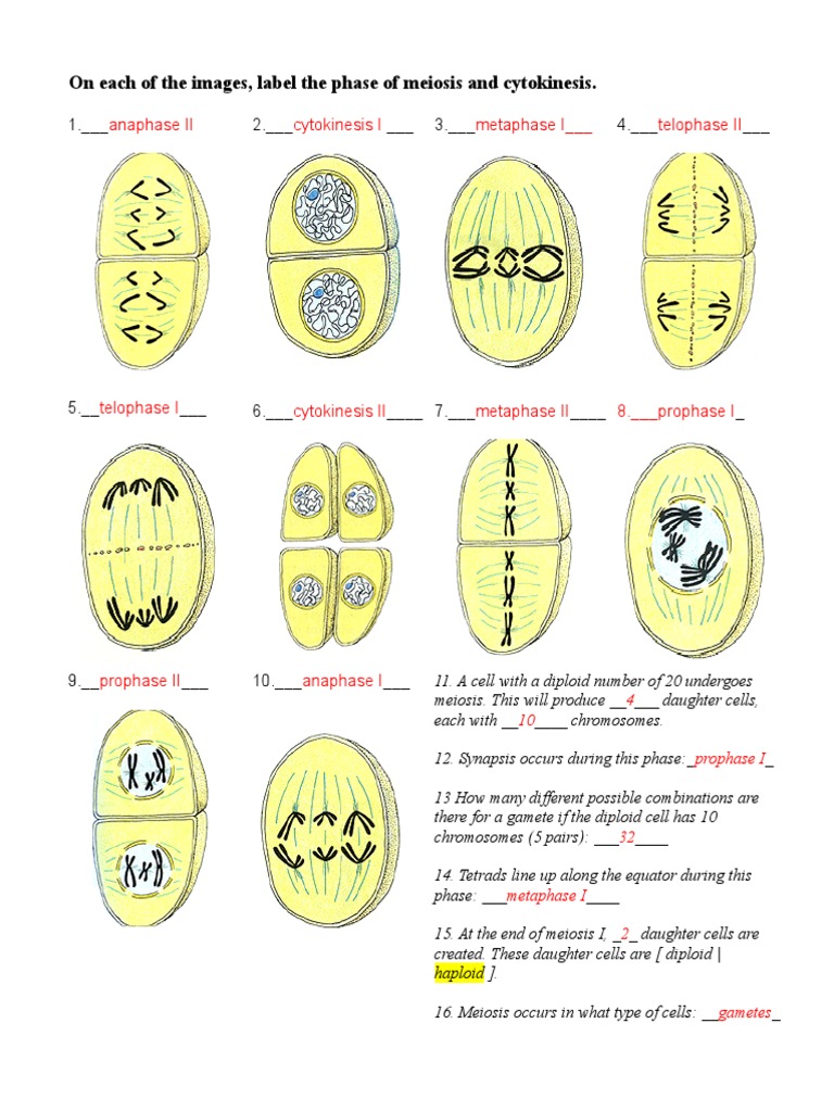 Meiosis Review Worksheet