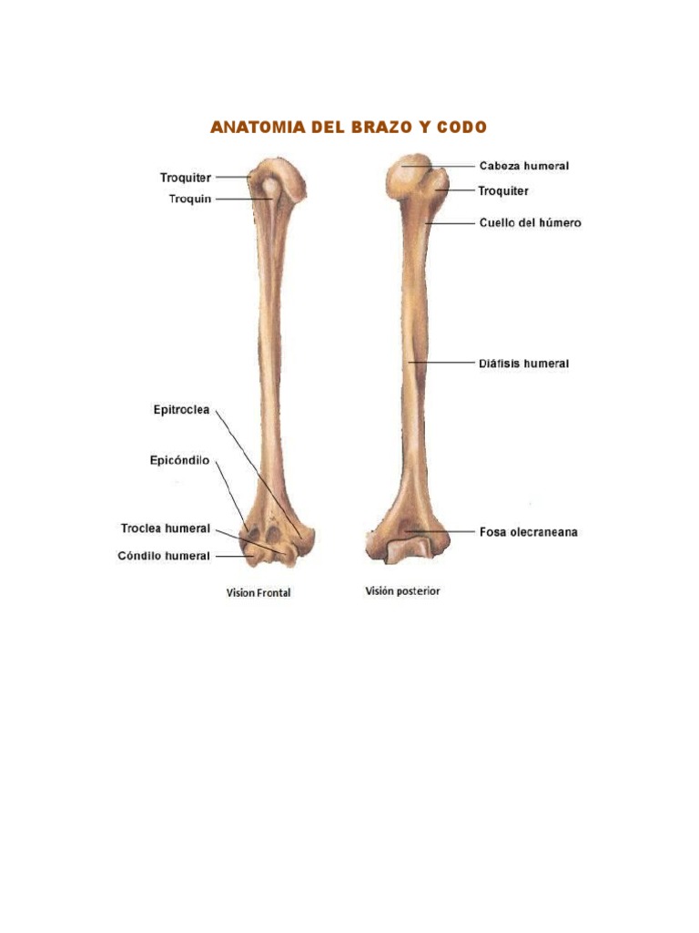 Anatomia Del Brazo Y Codo Pdf