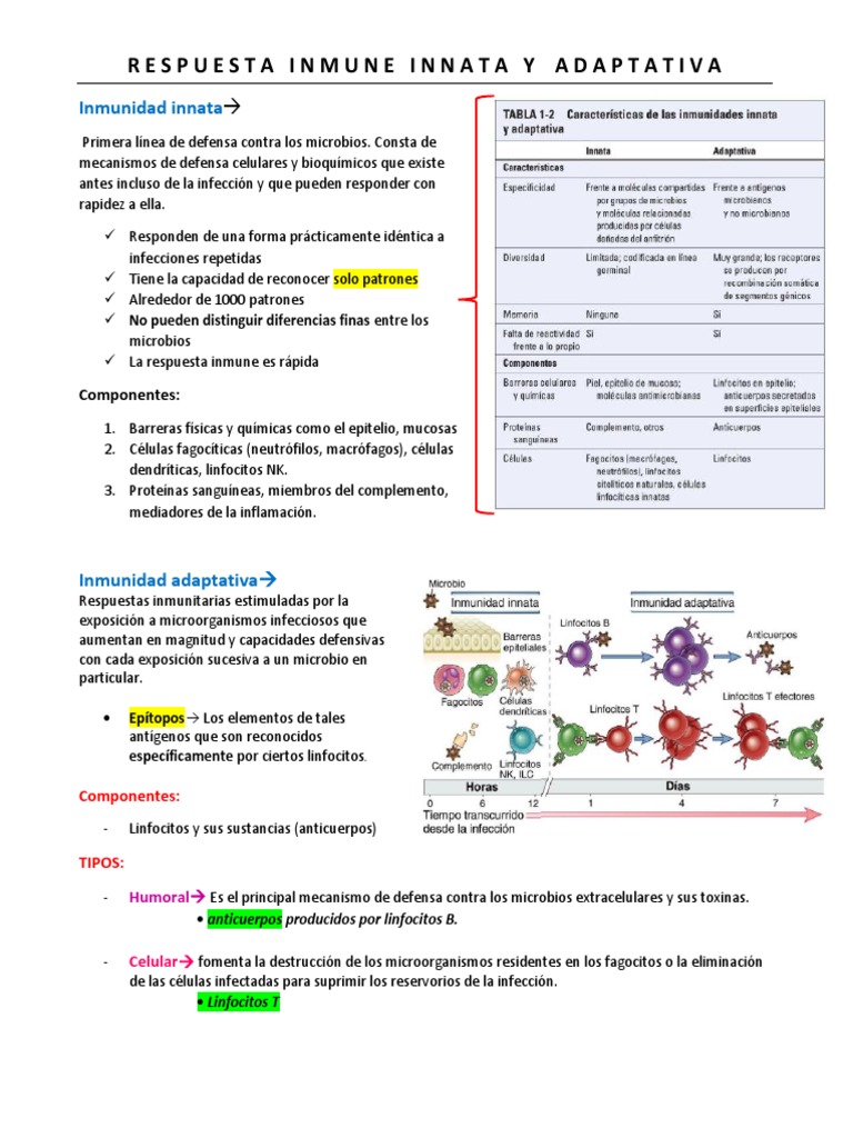 Respuesta Inmune Innata Y Adaptativa | Sistema inmune | Célula T