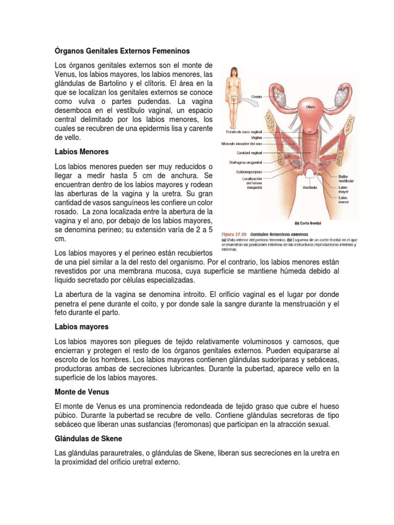 Órganos Genitales Externos Femeninos | PDF | Labios | Vagina