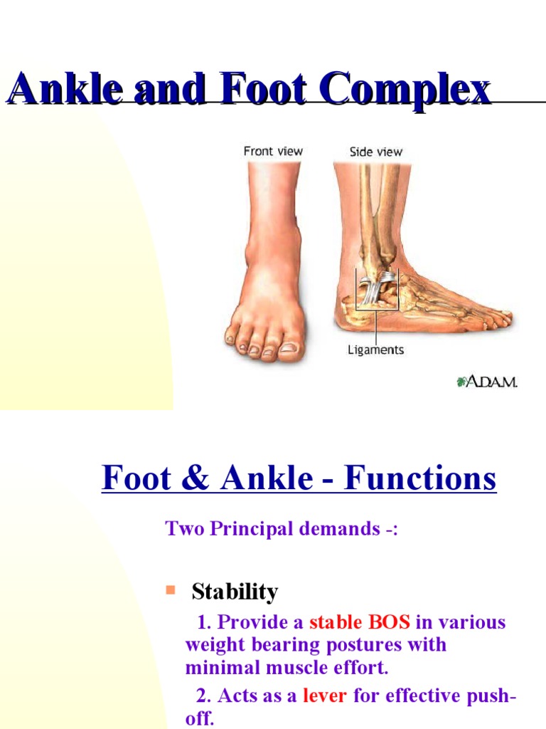 Ankle and Foot Complex | PDF | Ankle | Foot