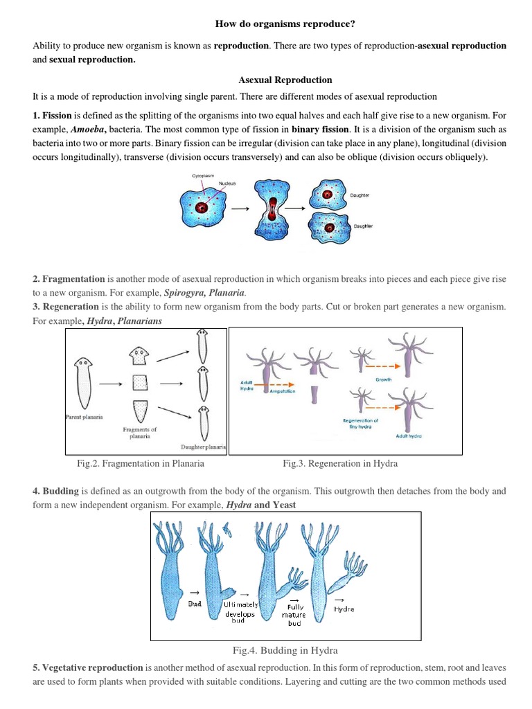 How Organisms Reproduce: Asexual vs Sexual | PDF | Uterus ...