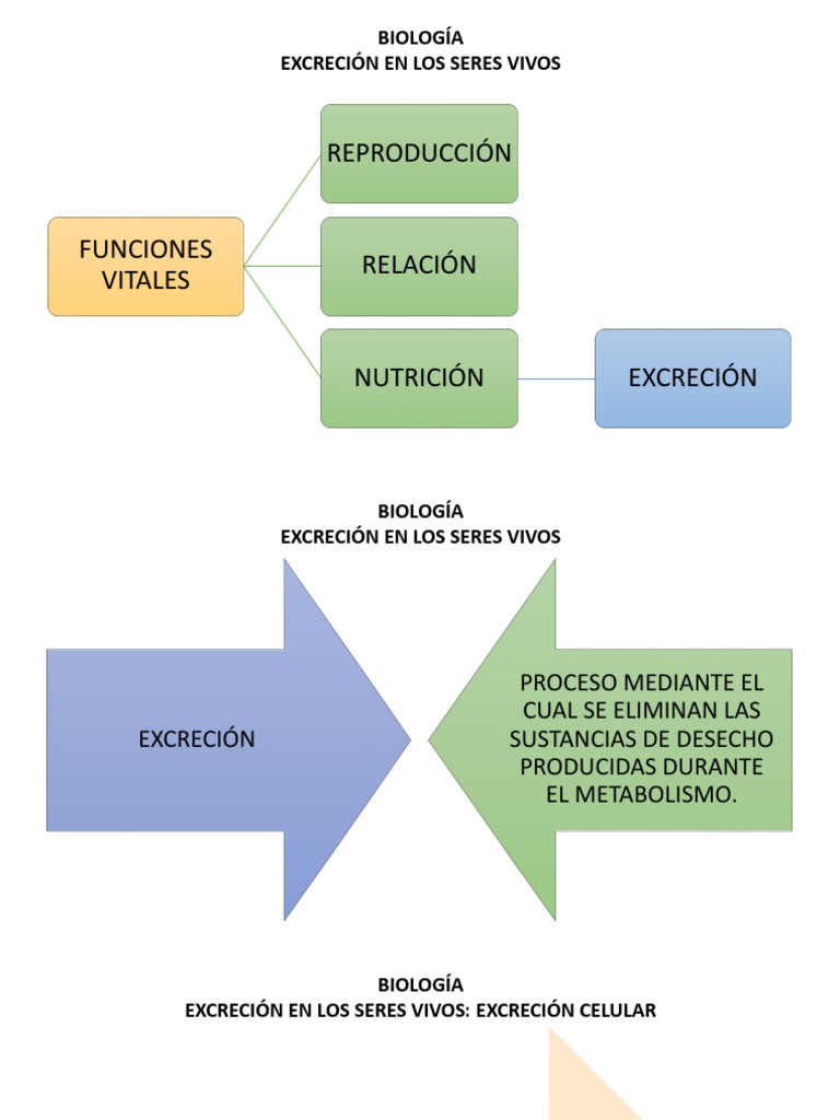 Proceso de Excreción en Seres Vivos | PDF | Riñón | Orina