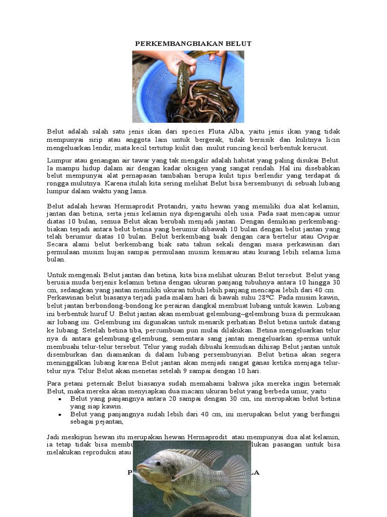 Perkembangbiakan Belut | PDF