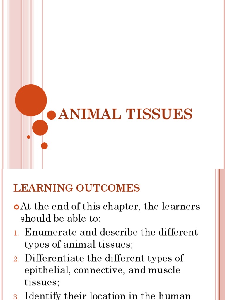 Animal Tissues | PDF | Epithelium | Tissue (Biology)