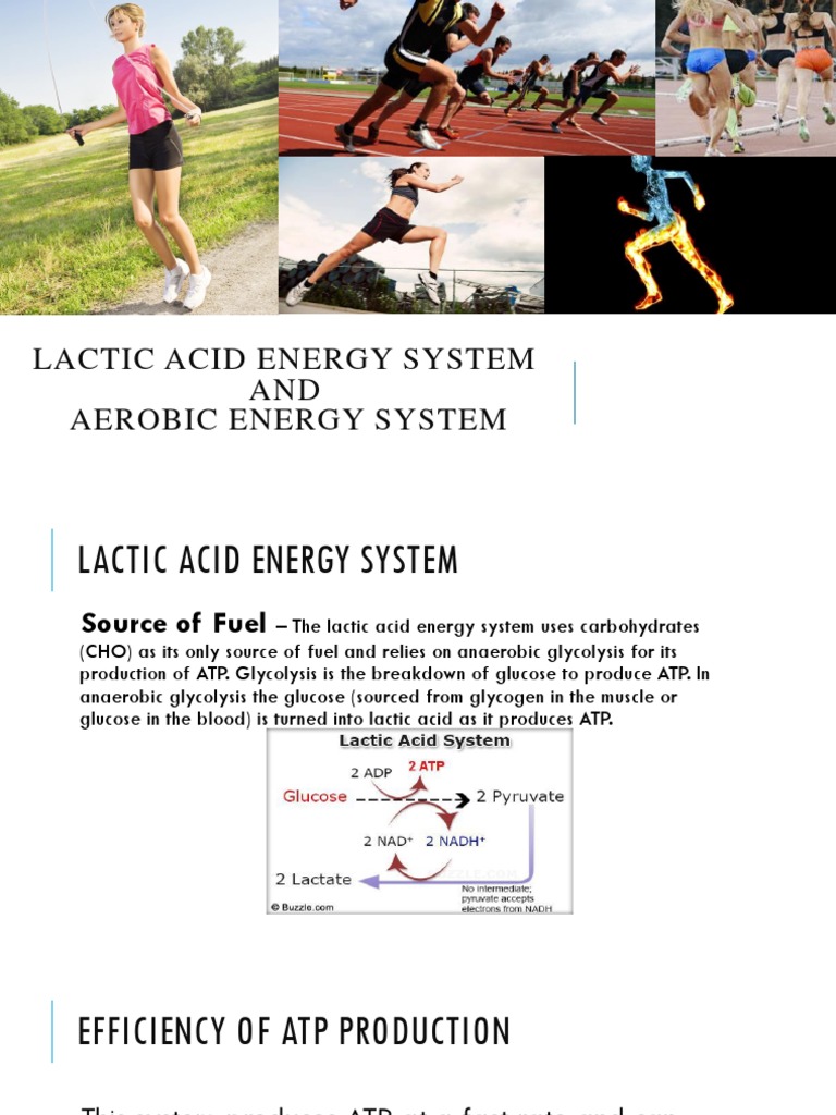Understanding the Lactic Acid System | PDF | Cellular Respiration ...