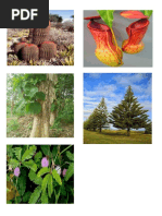 Jenis Jenis Batang Tumbuhan | PDF | Sains & Matematika