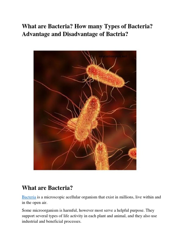 What Are Bacteria? Structure and Reproduction Method in Bacteria. | PDF ...