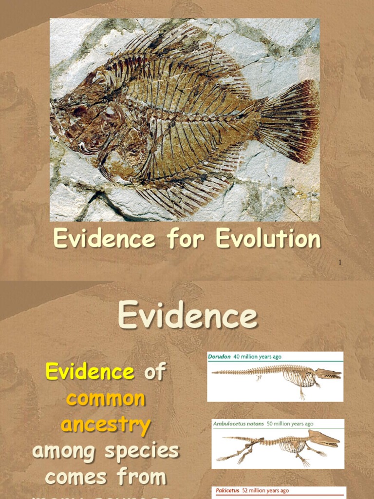 Evidence of Evolution | PDF | Fossil | Homology (Biology)