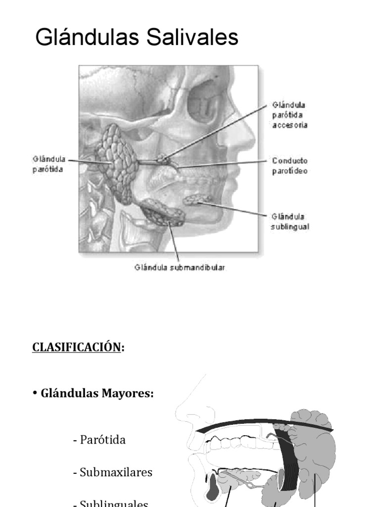 Glándulas Salivales | PDF | Saliva | Anatomía