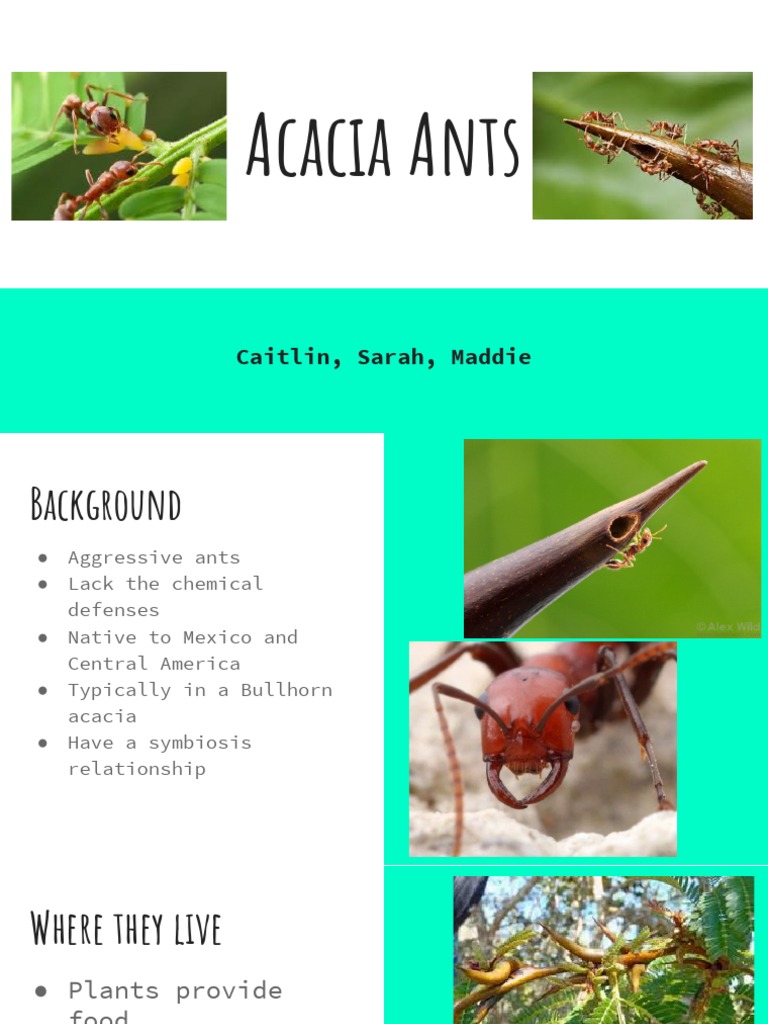 Acacia Ants | PDF