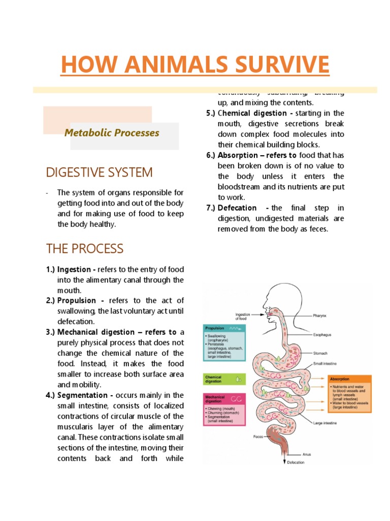 How Animals Survive (Science PT) - 2019 | PDF | Gastrointestinal Tract ...