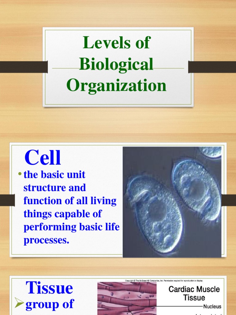 Levels of Biological Organization | PDF | Organ (Anatomy) | Human Body