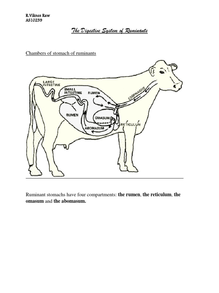 Ruminant Digestive System Overview | PDF
