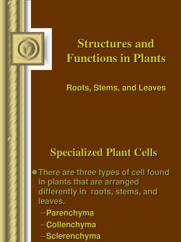 Plant Form and Function | PDF | Plant Stem | Leaf