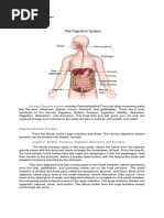 7th Grade Human Body Systems | PDF | Human Body | Lung