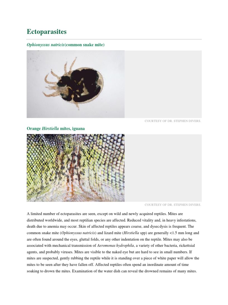 Ectoparasites of Reptiles | PDF | Reptile | Parasitism